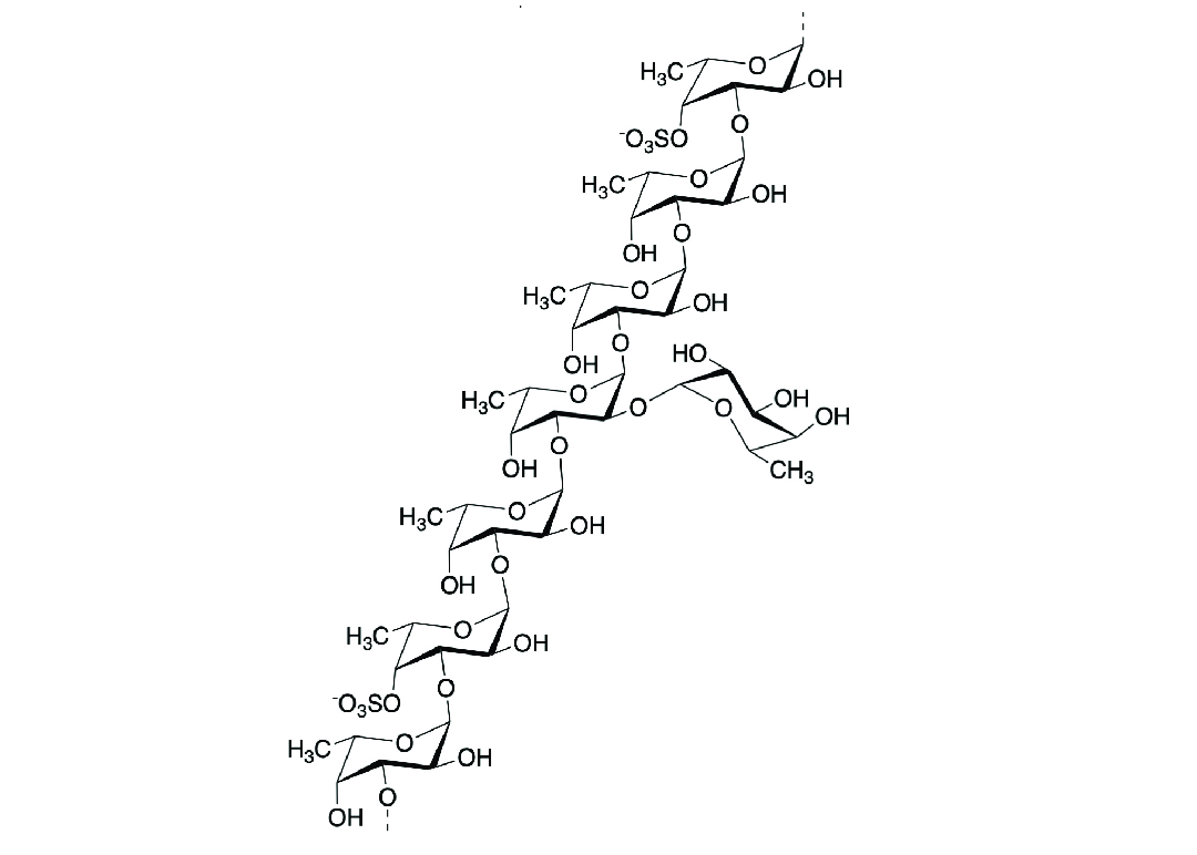 What is Fucoidan – Nature Medic LLC